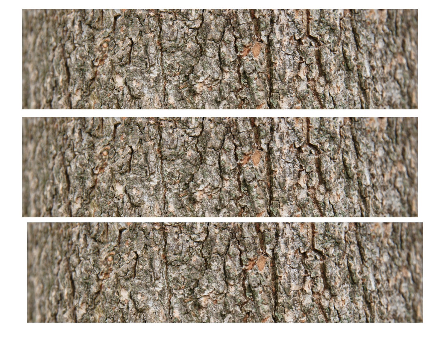 Edible Tree Bark Cake toppers