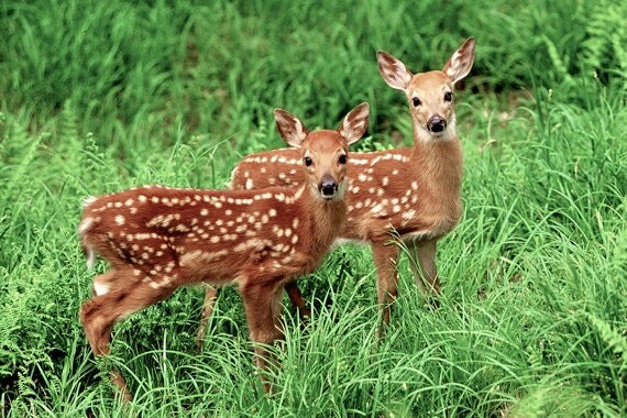 Whitetail deer fawns twin fawns spotted fawns young animal