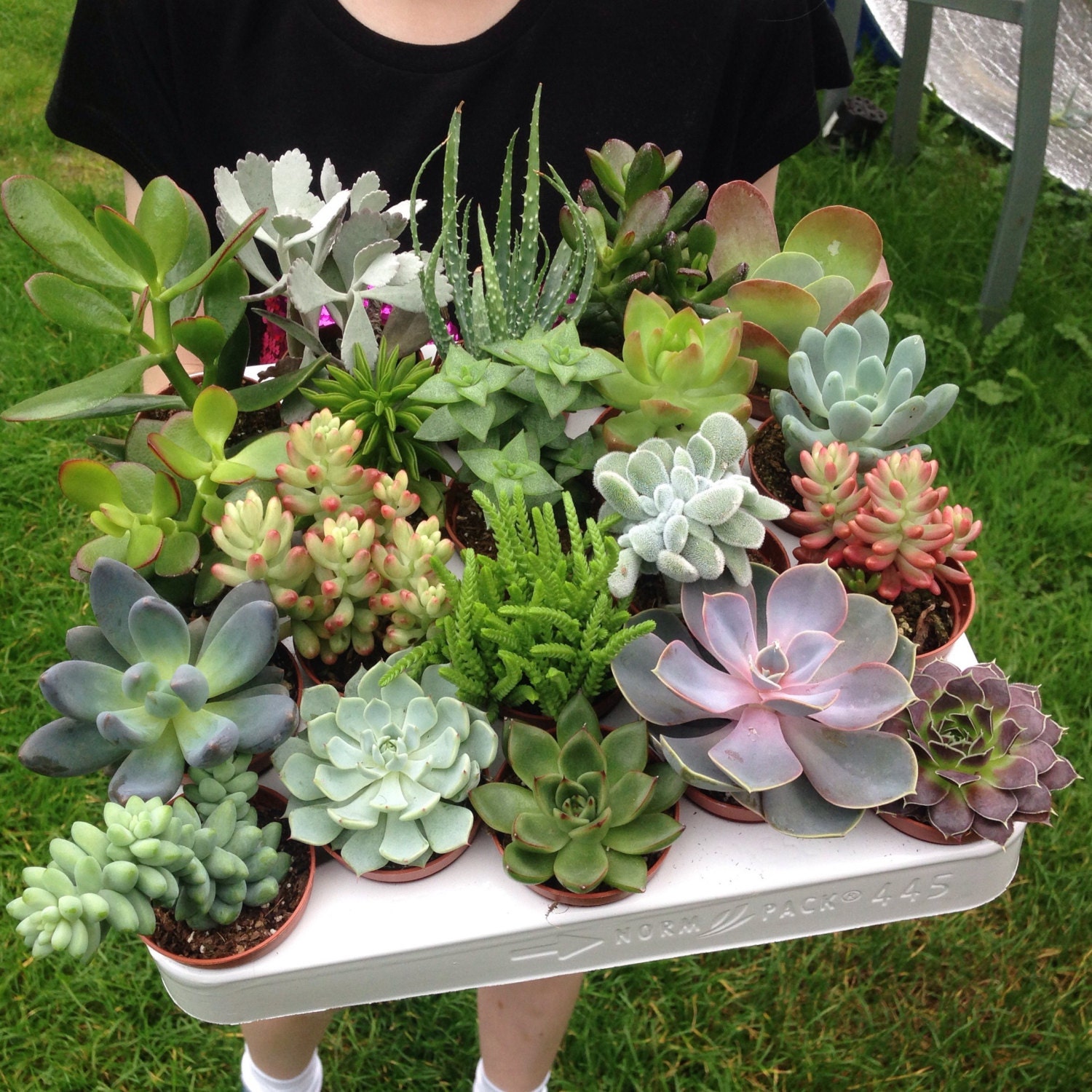 Set of 10 Mixed Succulent Plants in 5.5cm 2.5 Pots.