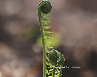 Fiddlehead fern | Etsy