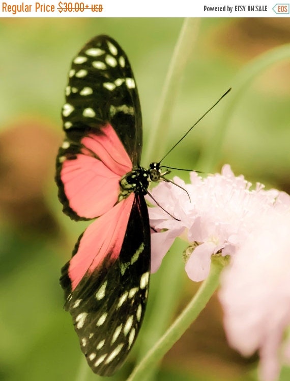 Everything is on Sale Bright Pink Butterfly by maybesparrowphoto