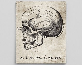 Brain Print Vintage Brain Poster Human Anatomy Poster Anatomy