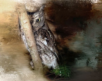 Eastern screech owl | Etsy