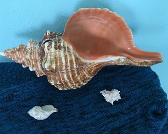 Items similar to Florida Horse Conch Pendant Light - Genuine Shell ...