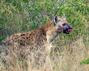 Rhodesian Ridgeback Dog Birthday Edible Cake by ArtofEricGunty