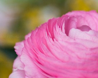 Ranunculus print | Etsy
