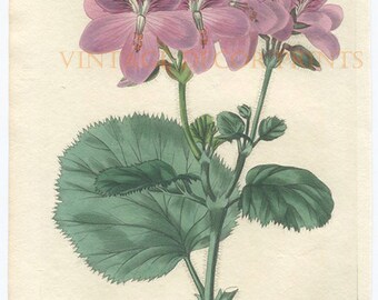 Geranium print | Etsy