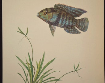 Fish wall art | Etsy