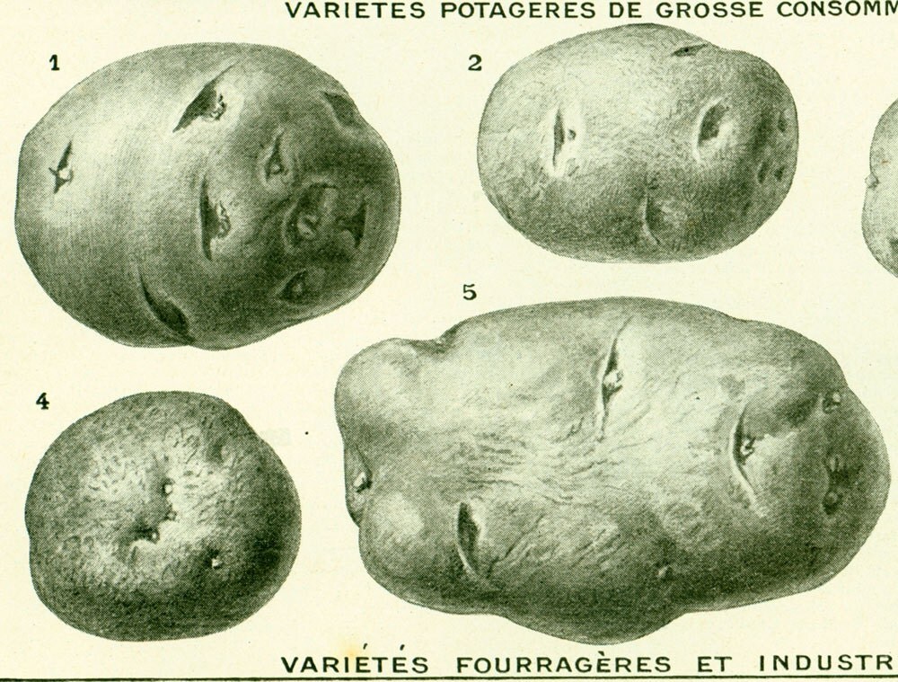 1922 Vintage Potatoes print Antique Potato Print Vegetables