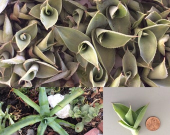 Octopus garden | Etsy