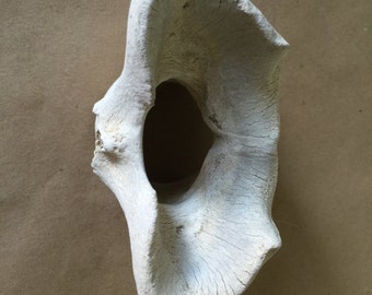 Cow vertebrae | Etsy