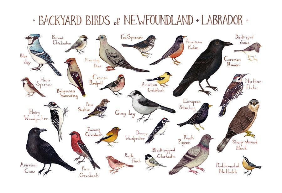 Newfoundland & Labrador Backyard Birds Field Guide Art Print