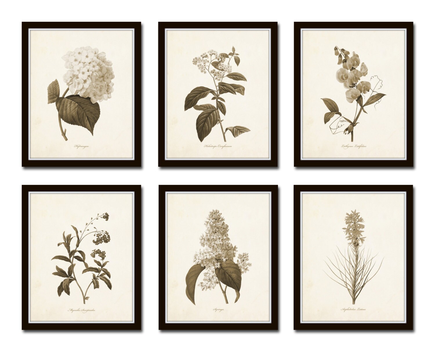 Sepia Flowers Print Set No.1 Botanical Prints Giclee Wall