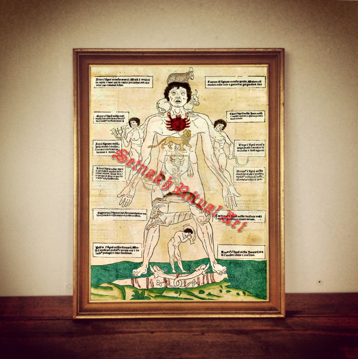 Fasciculus Medicinae occult anatomy print occult anatomy