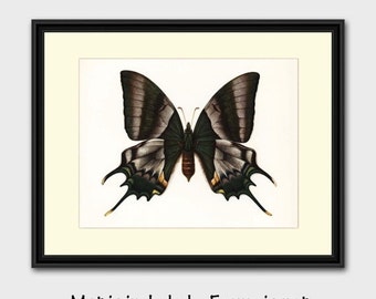Butterfly lithograph | Etsy