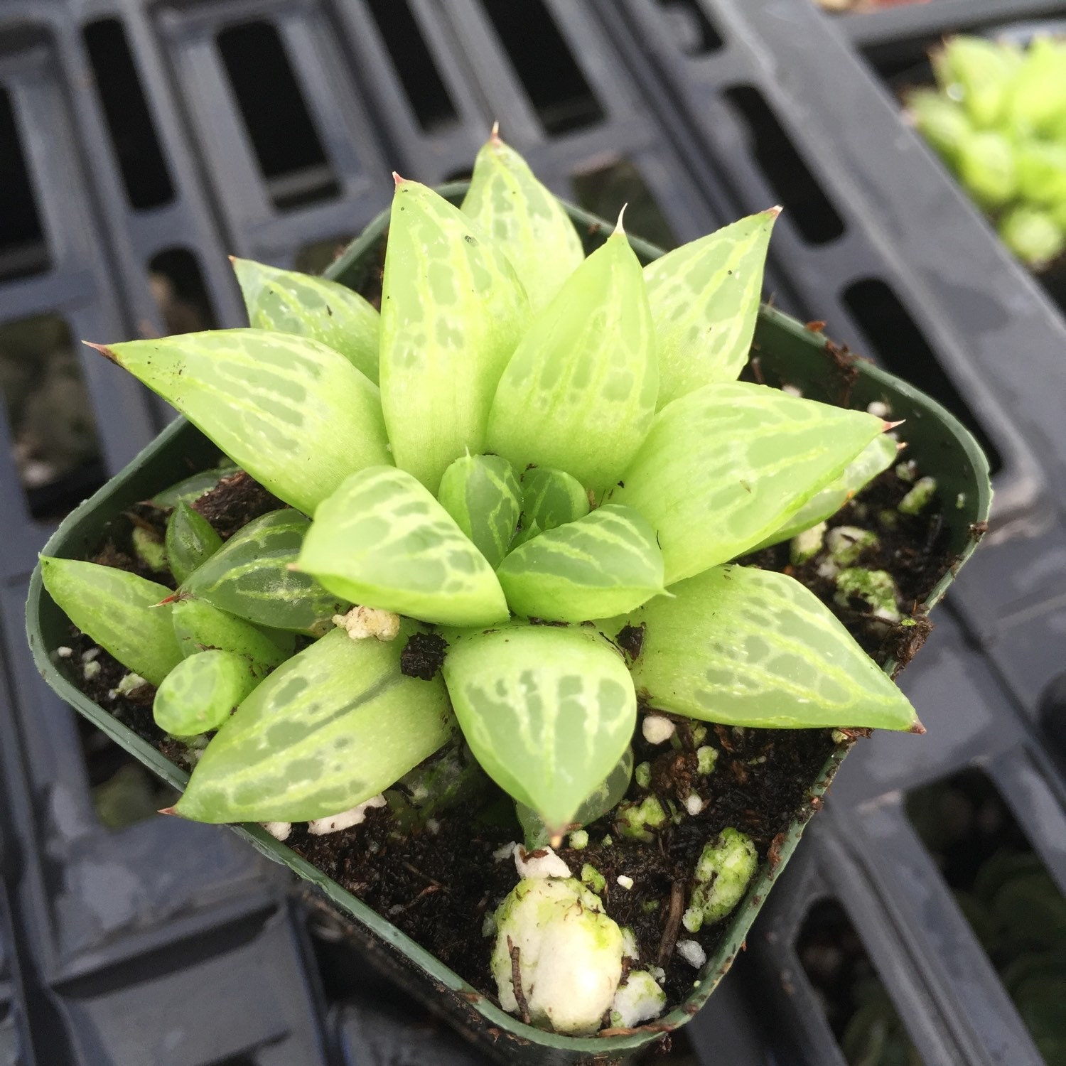 2 Succulent Window Haworthia