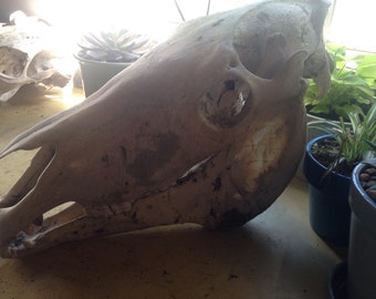 Real animal skull | Etsy