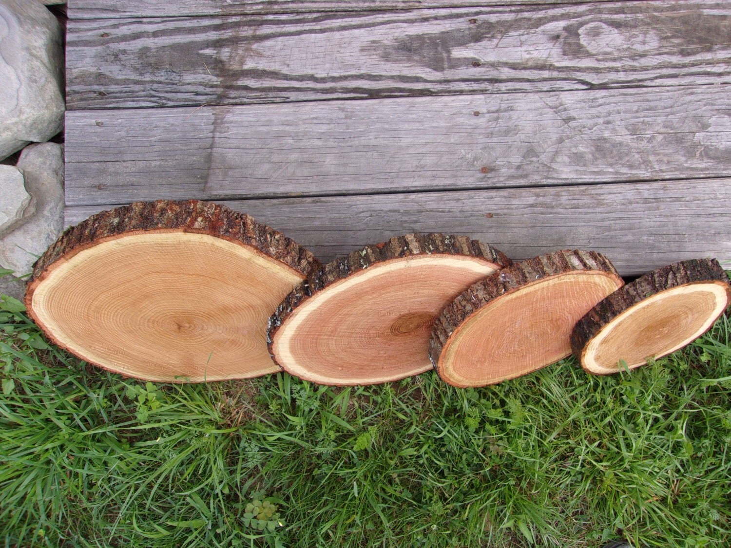 10 Pc 13 to 14 Oak Log Slices Wood Disk by WoodSlicesByWillie