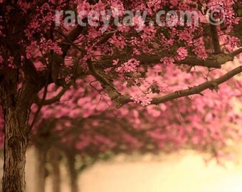 Vintage Pink & Brown Cherry Tree Blossoms Photography pastel