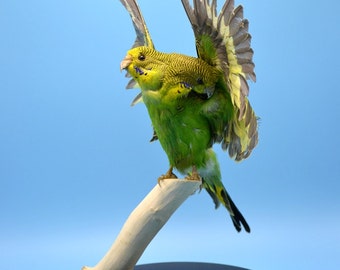 2 headed bird | Etsy