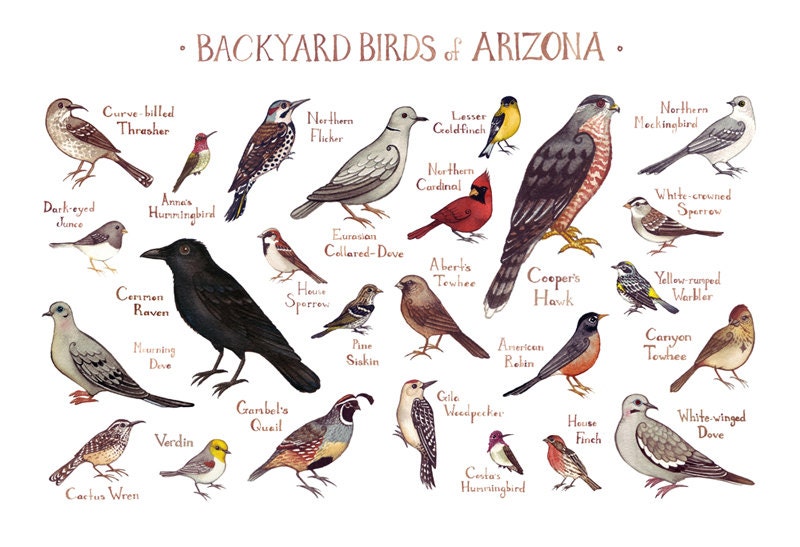 Arizona Backyard Birds Field Guide Art Print / Watercolor