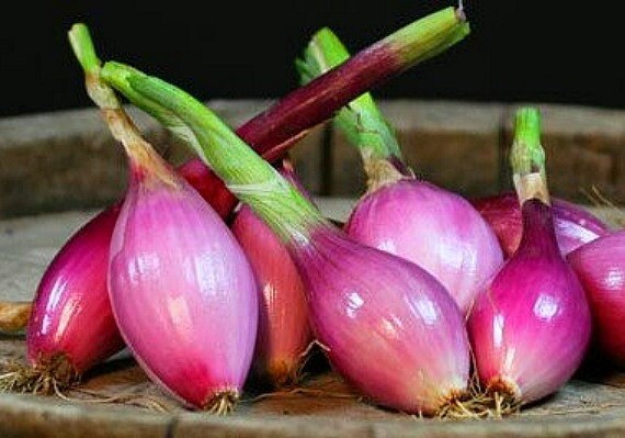 Italian Torpedo Onion 200 seeds heirloom sweet red onion