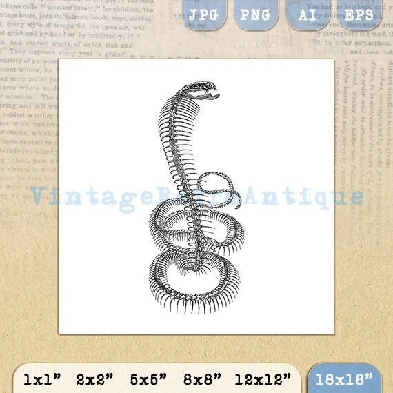 Digital Image Snake Skeleton Graphic by VintageRetroAntique