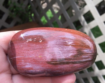 Unique madagascar palm related items | Etsy