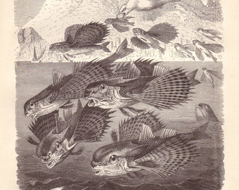 Flying fish print | Etsy