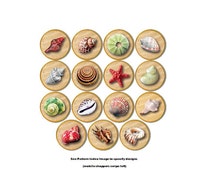 Popular items for seashell knobs on Etsy