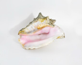 Pink conch shell | Etsy