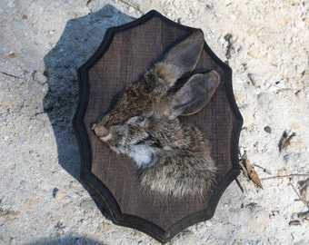 Cottontail rabbit | Etsy