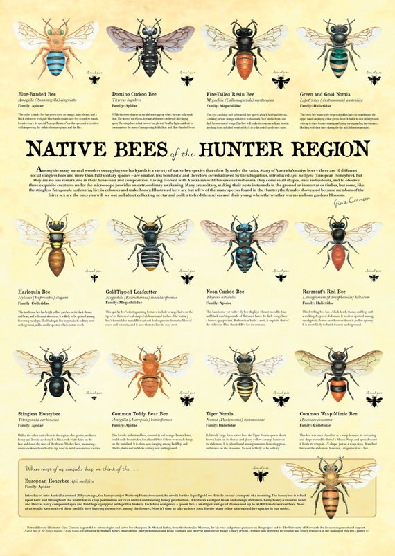Native Bees of the Hunter poster