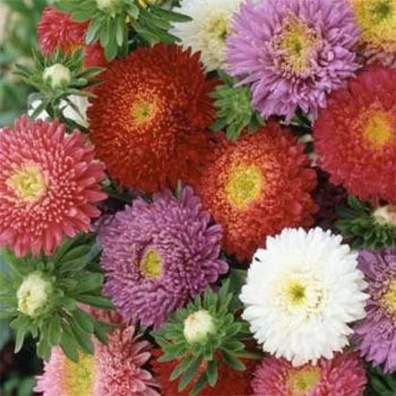 Aster Powder Puff Mix Flower Seeds/Callistephus