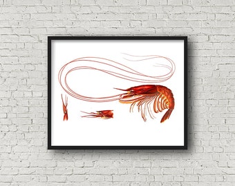 Shrimp print | Etsy