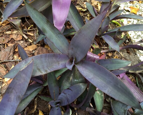 Live Plant Purple Heart Wandering Jew Cuttings Organic Live Plant Purple Heart Wandering Jew Cuttings Organic