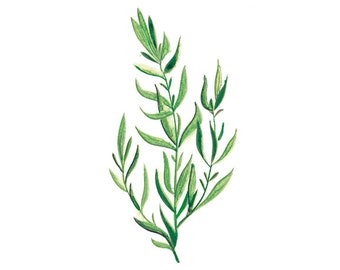 Tarragon art | Etsy