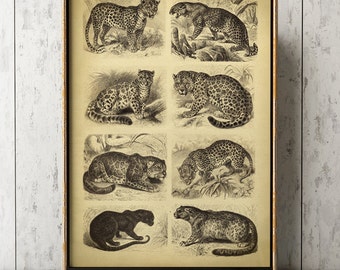 Wild cat print | Etsy