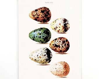 Bird eggs chart | Etsy
