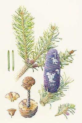 Himalayan Fir Essential Oil – Abies spectabilis-100% Pure