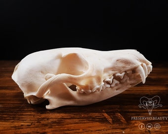 Real animal skull | Etsy
