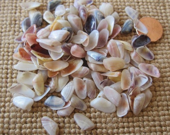 Coquina shells | Etsy