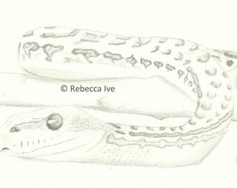 Boa constrictor | Etsy