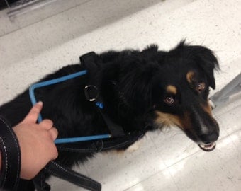 Service dog harness | Etsy