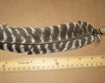 Wild turkey feathers | Etsy