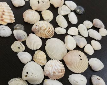 Sea Shell Mix-Sea Shells Bulk-Craft Sea Shells-Beach Wedding
