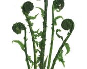 Turning Nature into Handmade Art by VTPressedFlowers on Etsy