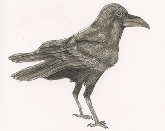 Raven drawing | Etsy