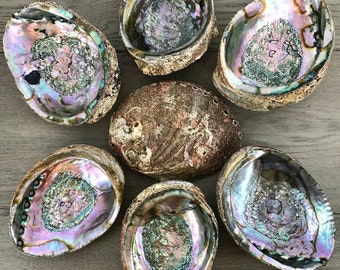 Abalone shell | Etsy