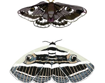 Emperor moth | Etsy